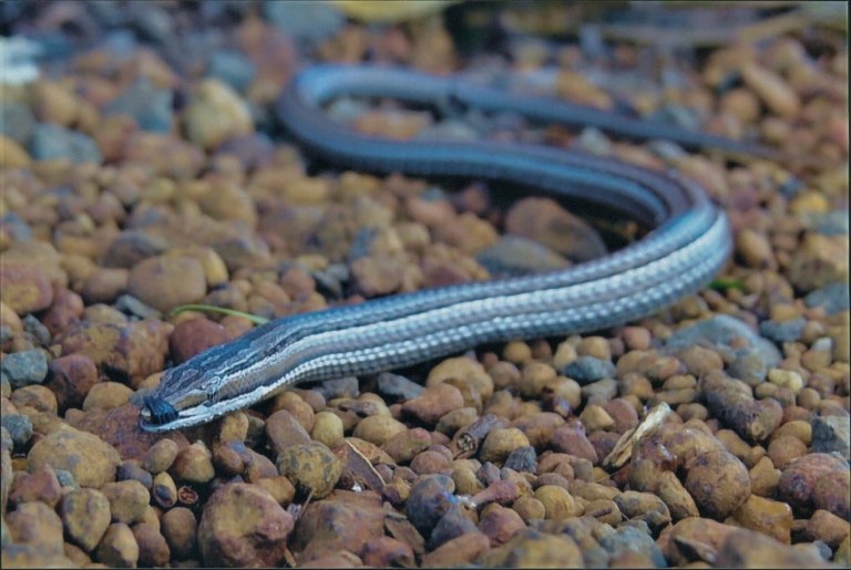 South West Reptiles – Western Australia – Devils and Dragons ...