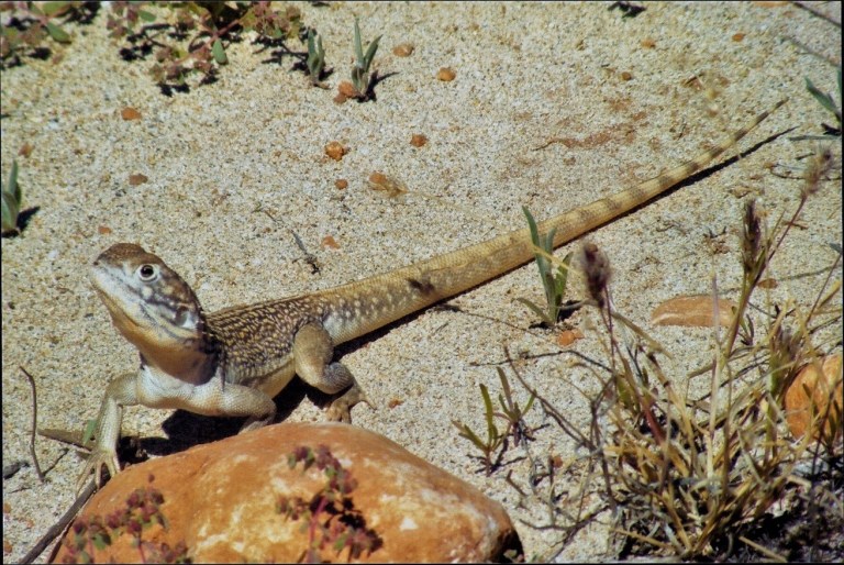 South West Reptiles – Western Australia – Devils and Dragons ...