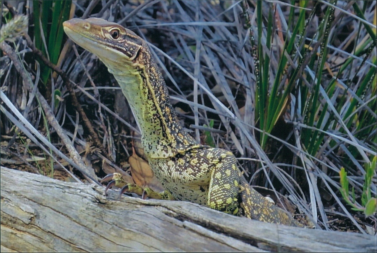 South West Reptiles – Western Australia – Devils and Dragons ...