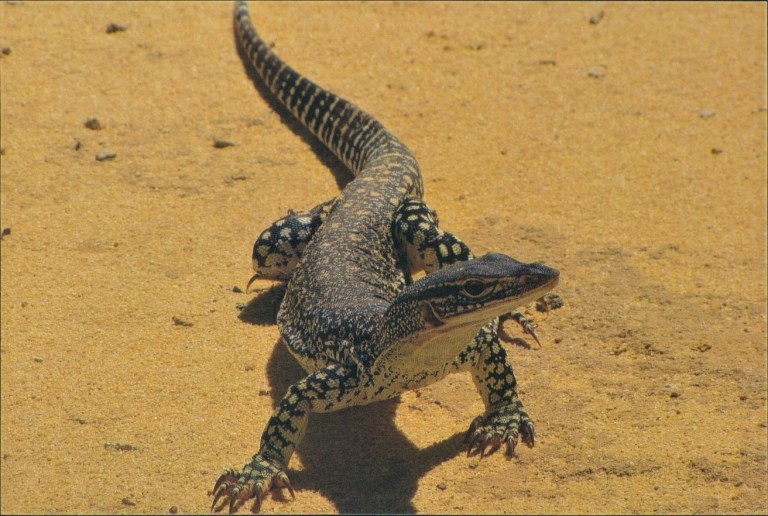 South West Reptiles – Western Australia – Devils and Dragons ...
