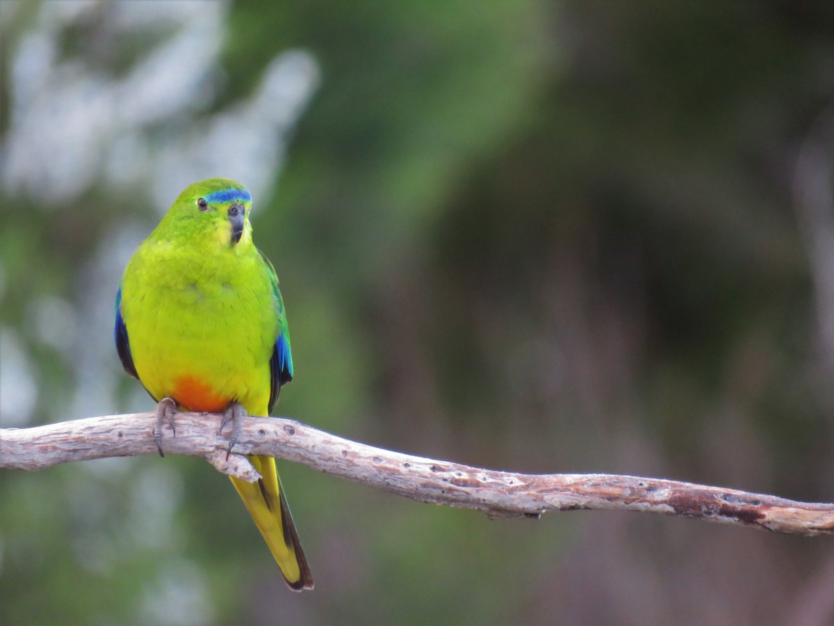 Tasmanian Wildlife – Southeastern Tasmania. – Quolling Around