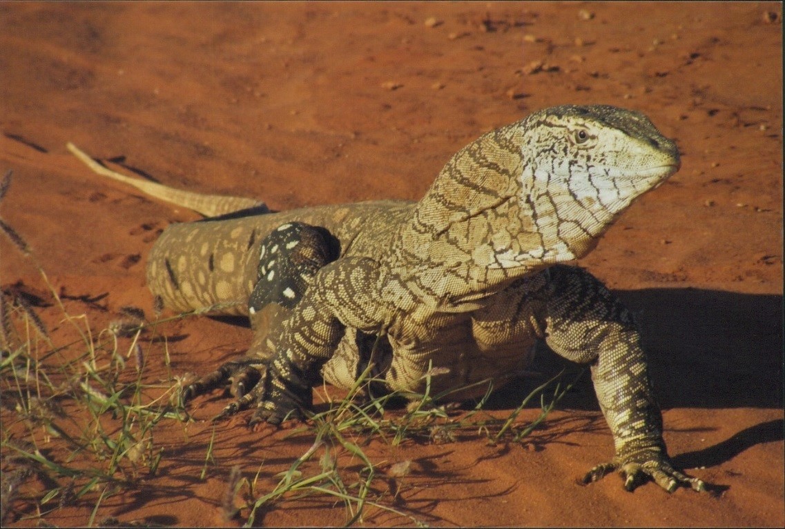 South West Reptiles – Western Australia – Devils and Dragons ...