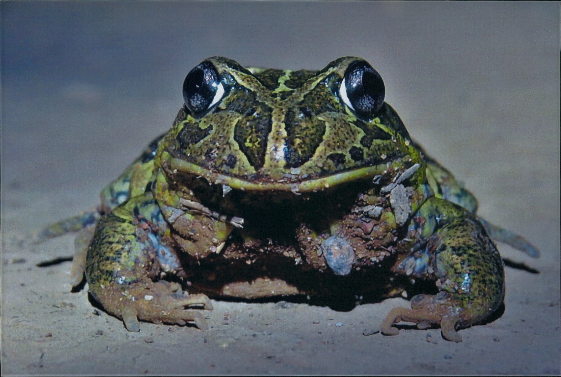 South West Frogs – Western Australia – Motorbikes and Banjos ...