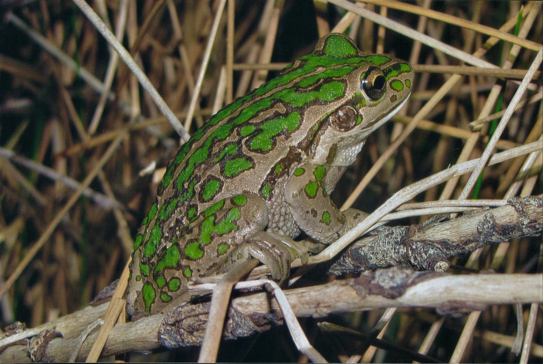South West Frogs – Western Australia – Motorbikes and Banjos ...