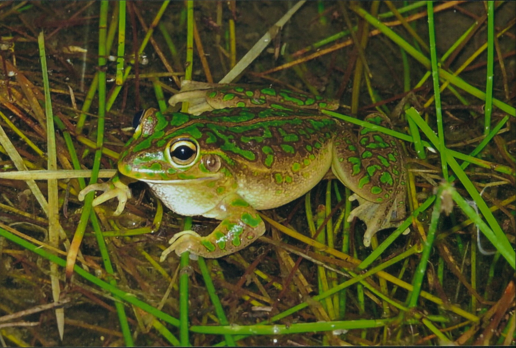 South West Frogs – Western Australia – Motorbikes and Banjos ...