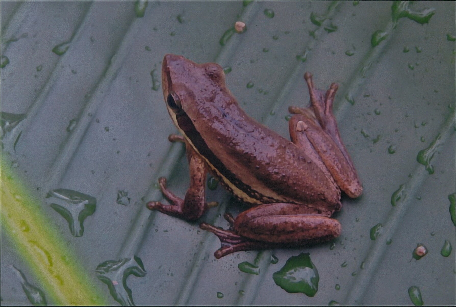 South West Frogs – Western Australia – Motorbikes and Banjos ...
