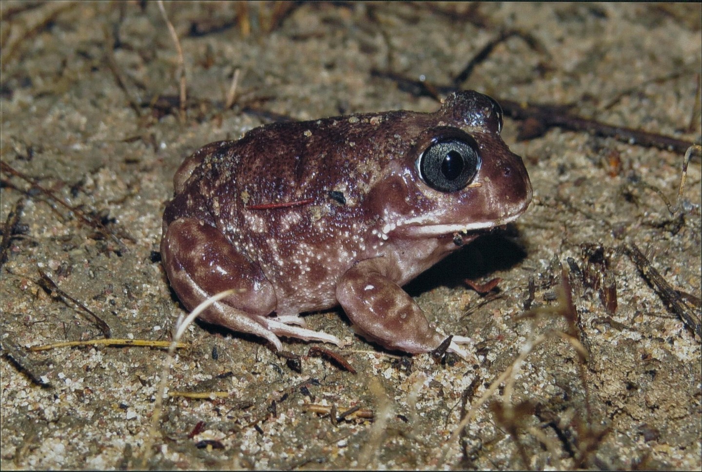 South West Frogs – Western Australia – Motorbikes and Banjos ...
