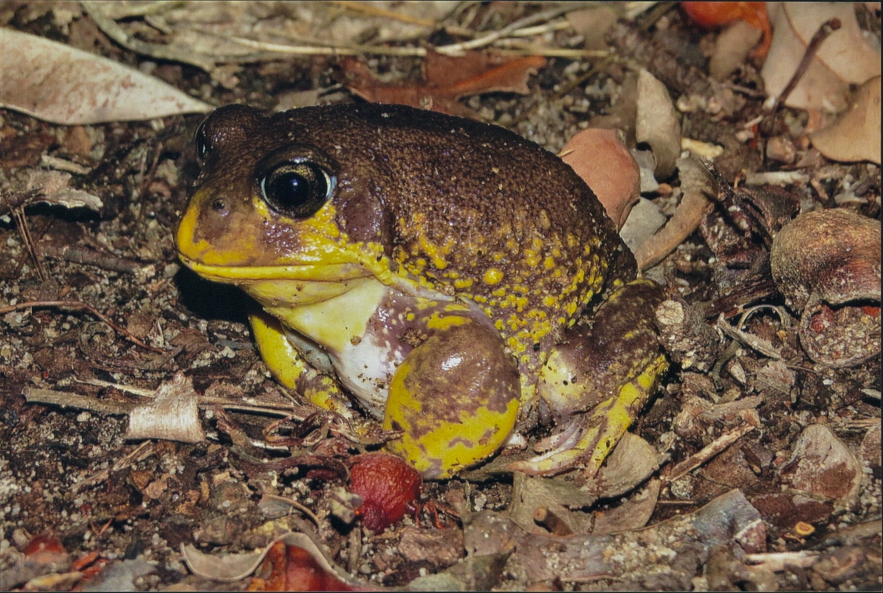 South West Frogs – Western Australia – Motorbikes and Banjos ...