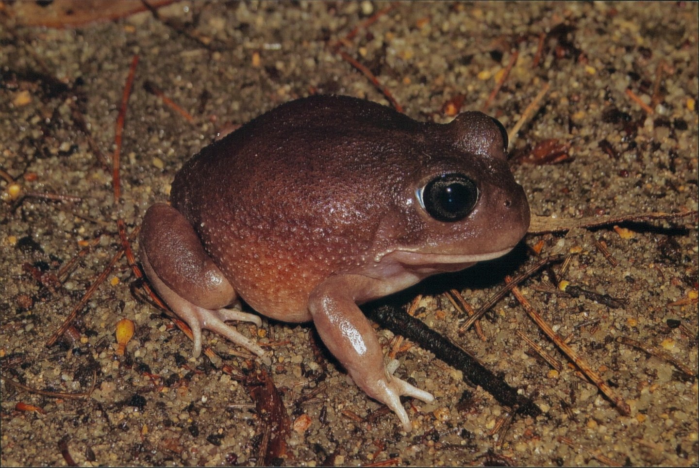 South West Frogs – Western Australia – Motorbikes and Banjos ...