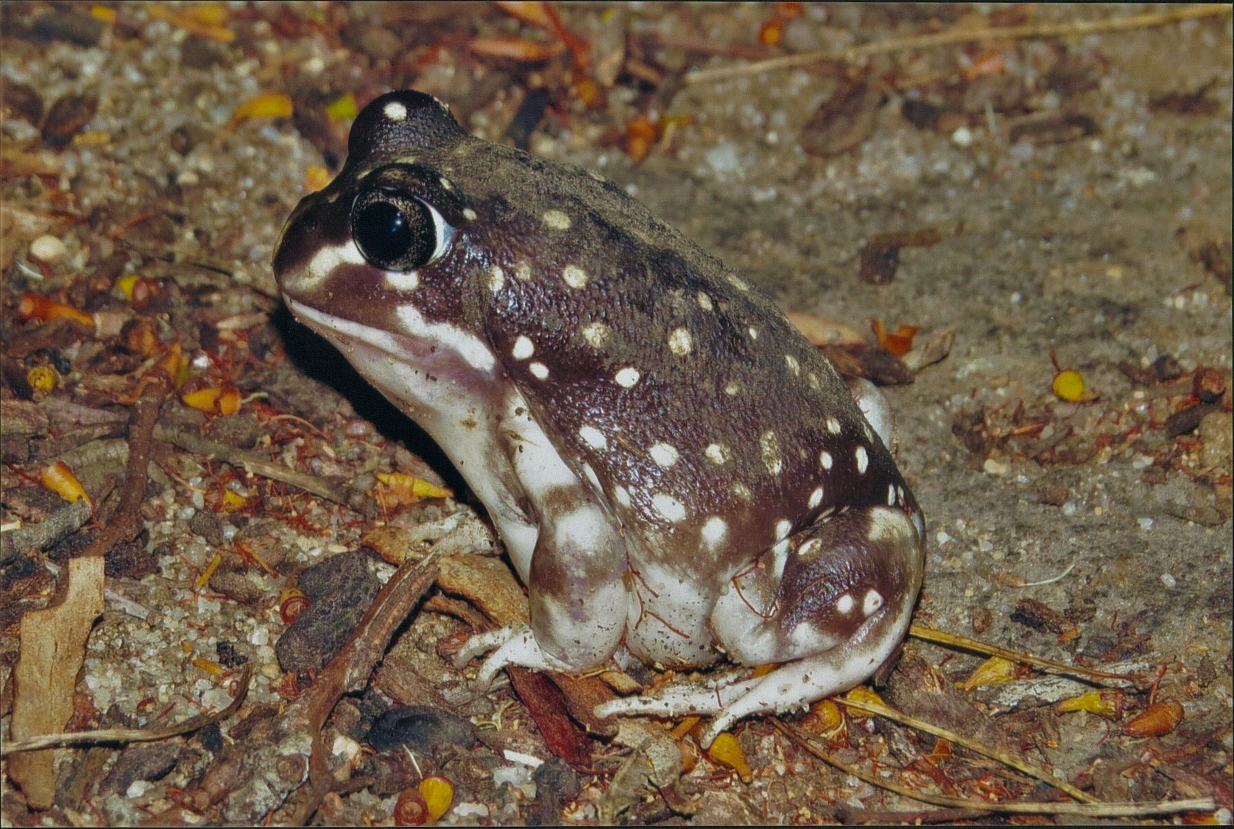 South West Frogs – Western Australia – Motorbikes and Banjos ...