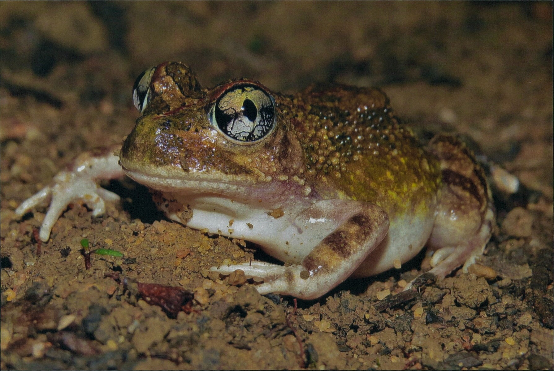 South West Frogs – Western Australia – Motorbikes and Banjos ...