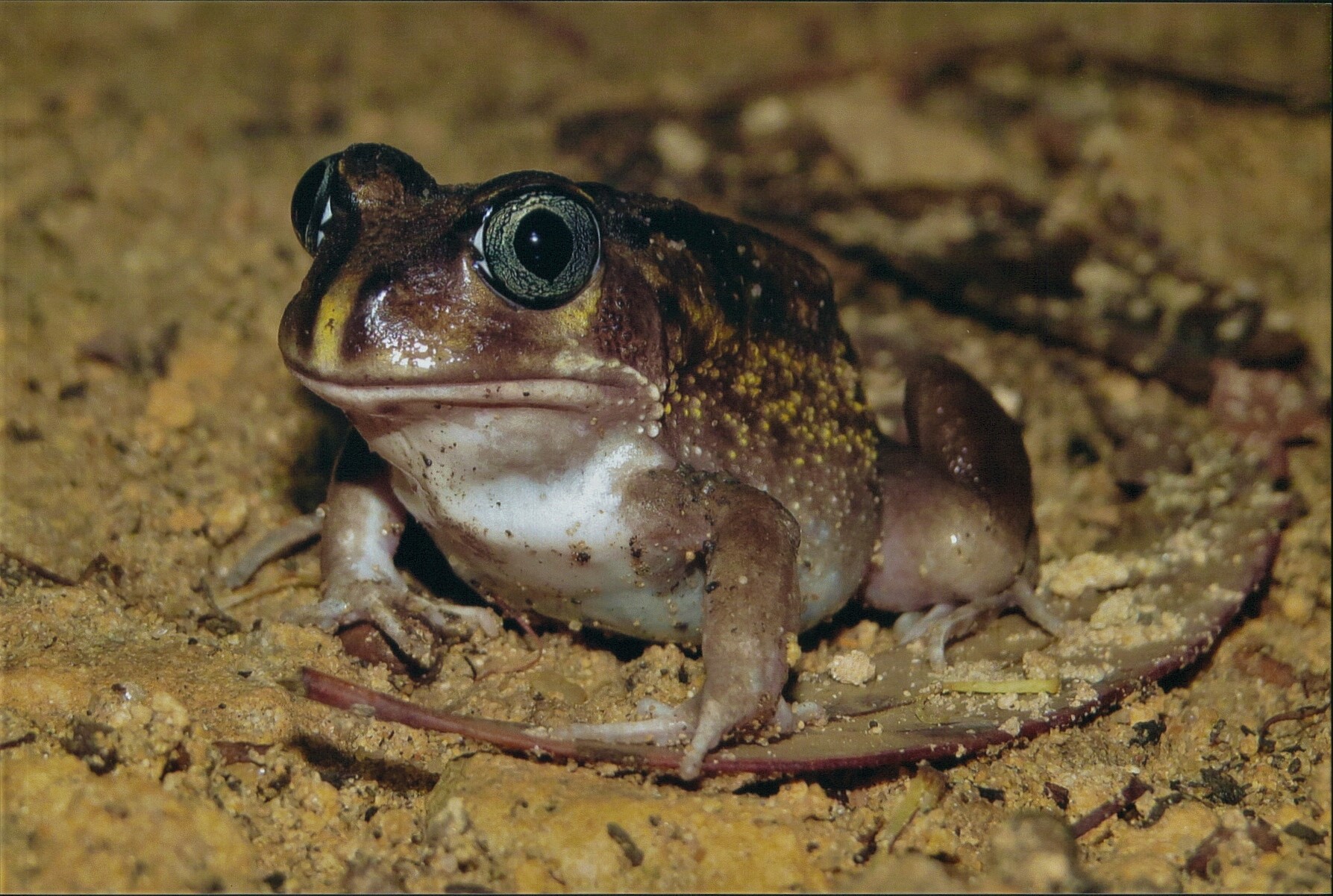 South West Frogs – Western Australia – Motorbikes and Banjos ...