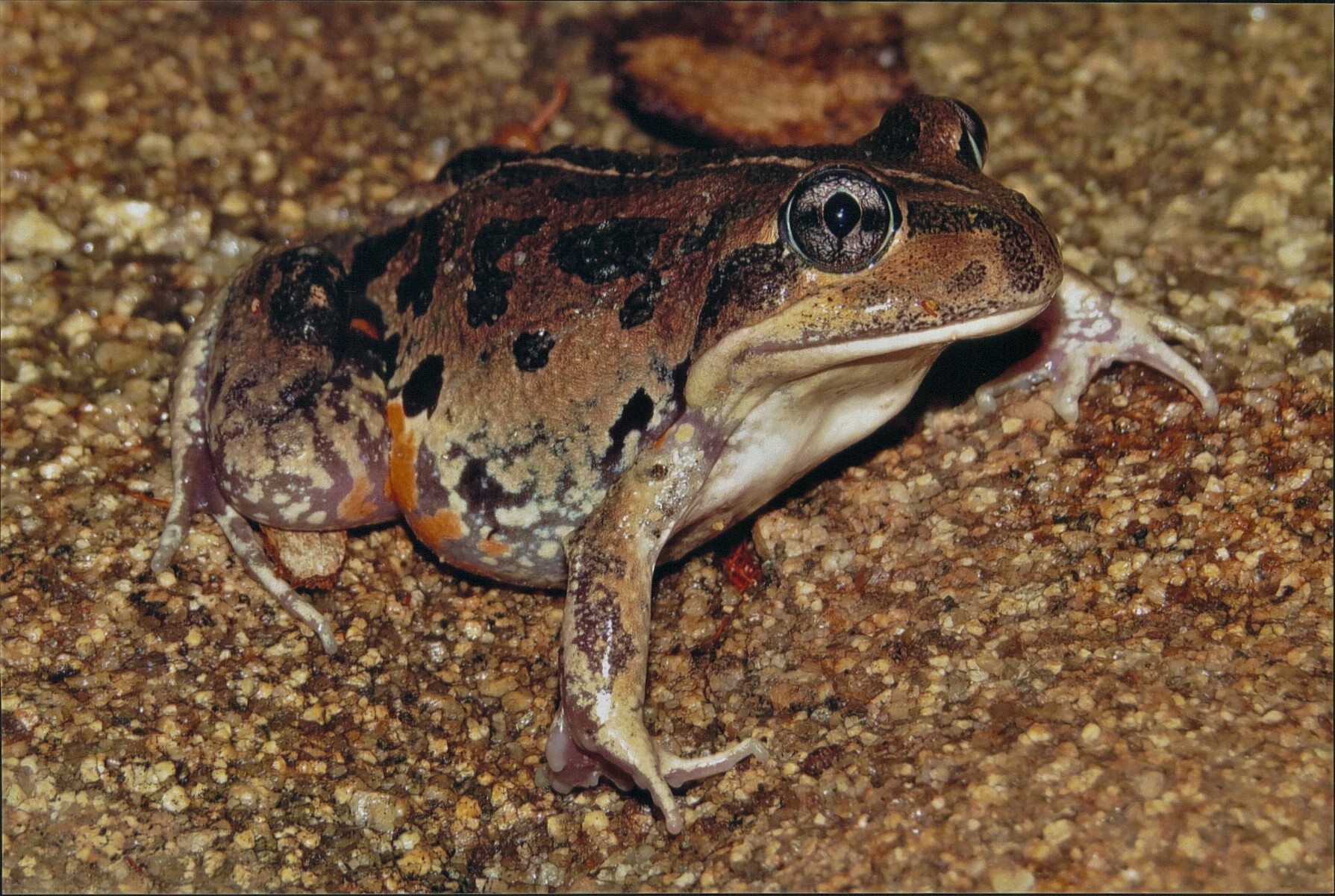 South West Frogs – Western Australia – Motorbikes and Banjos ...