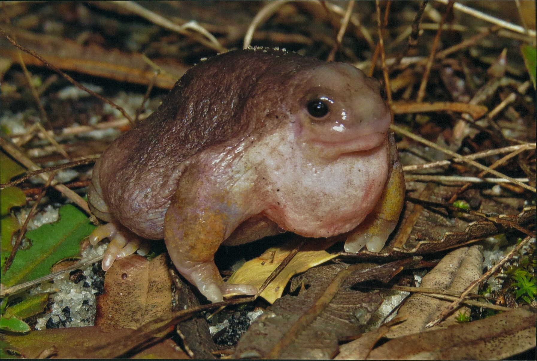 South West Frogs – Western Australia – Motorbikes and Banjos ...