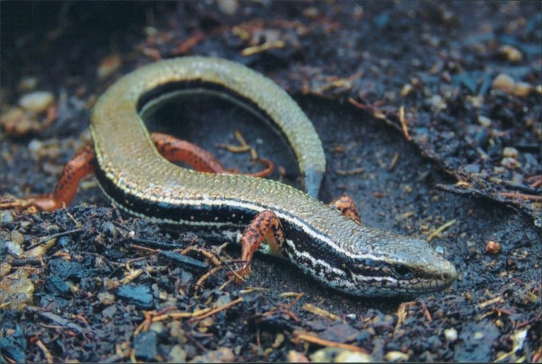 South West Reptiles – Western Australia – Devils and Dragons ...