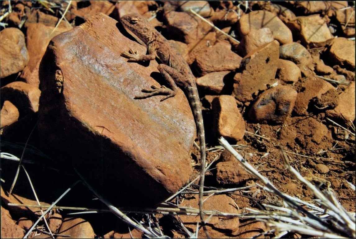 South West Reptiles – Western Australia – Devils and Dragons ...