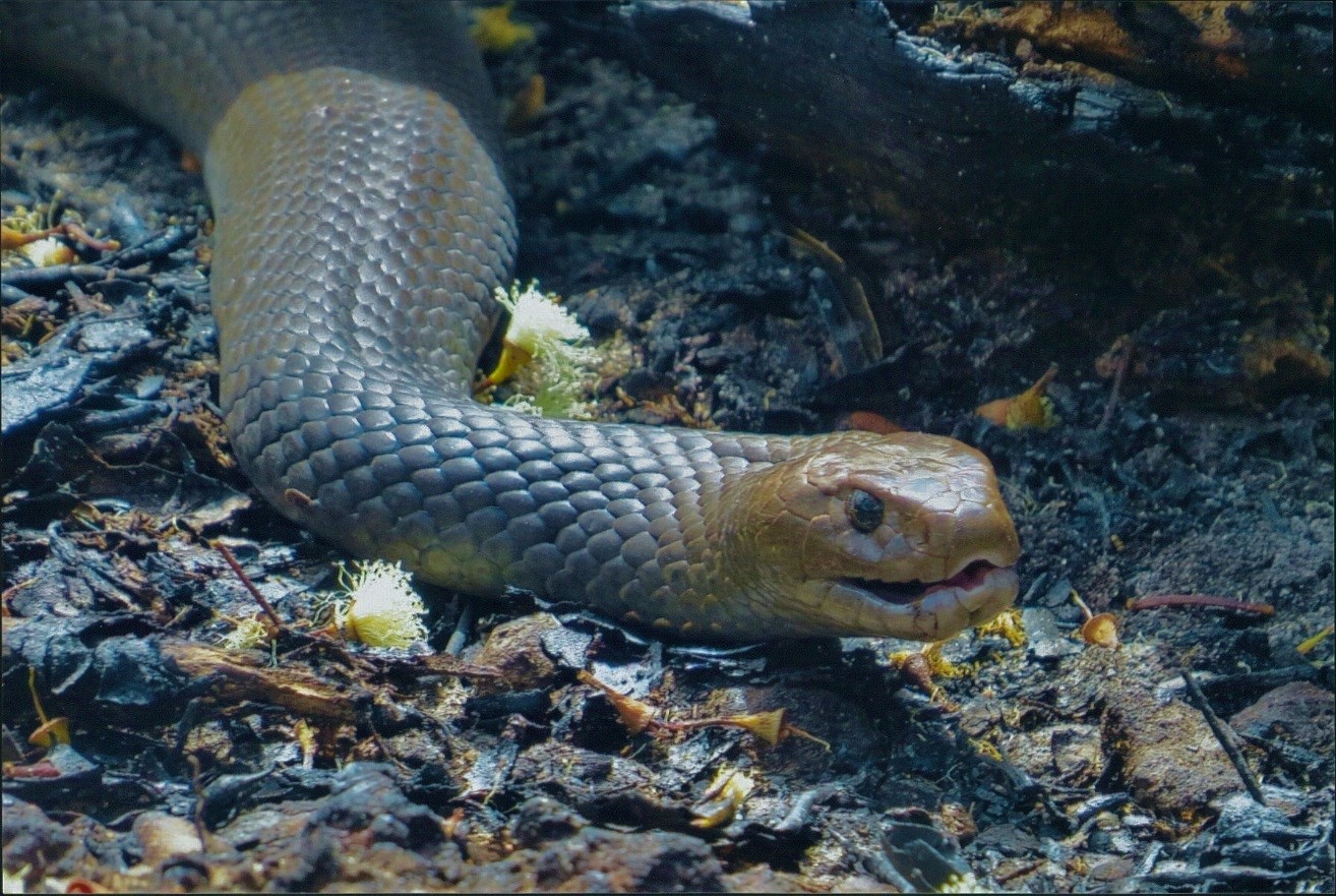 South West Snakes – Western Australia – Carpets and Tigers. – Quolling ...