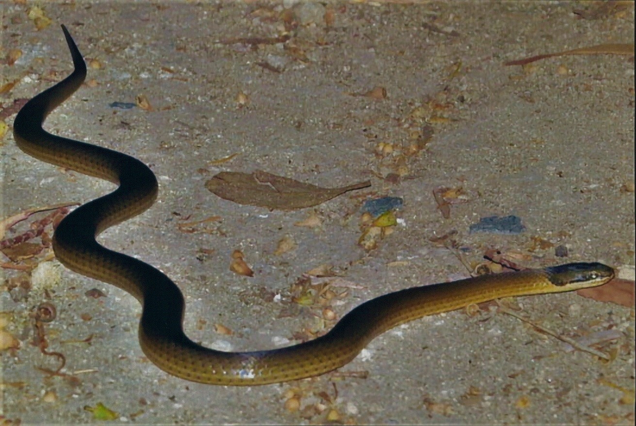 South West Snakes – Western Australia – Carpets and Tigers. – Quolling ...