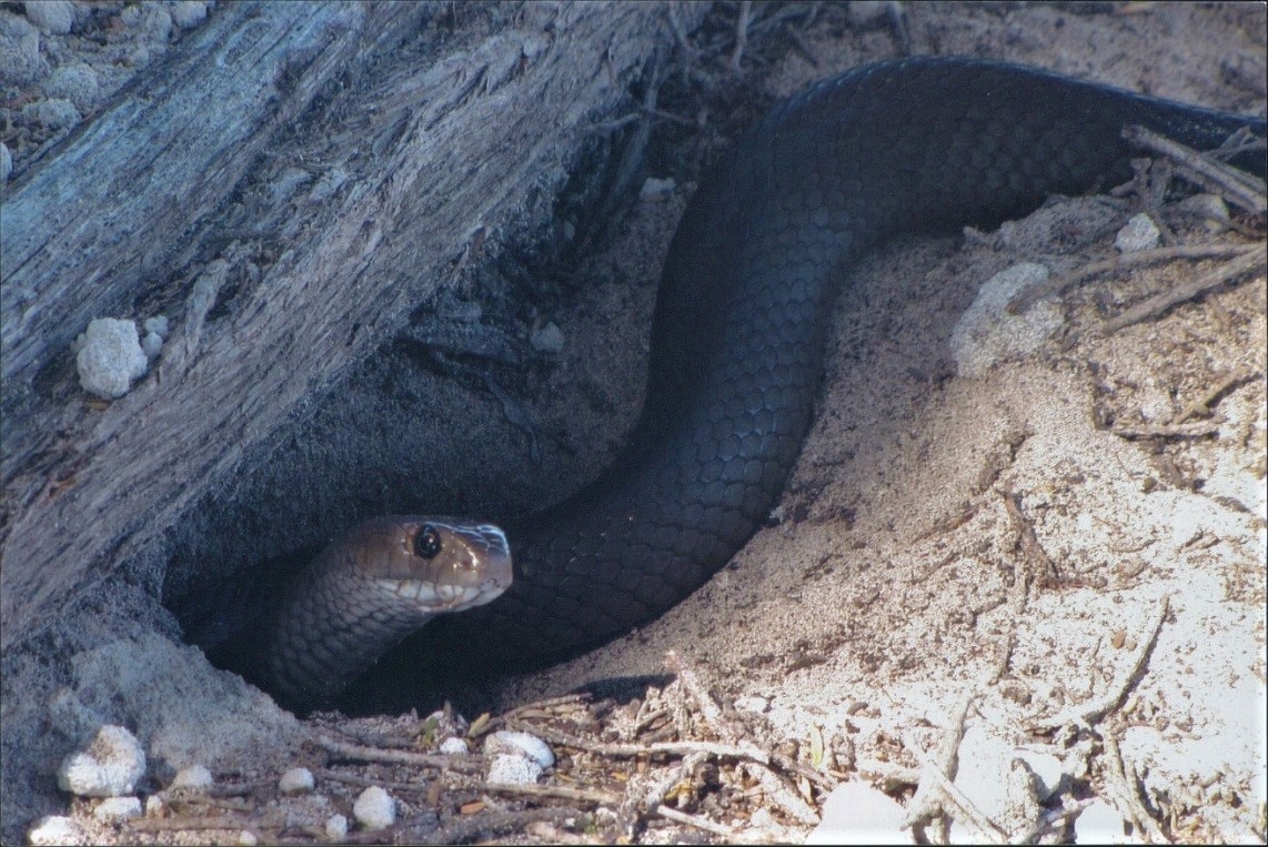 South West Snakes – Western Australia – Carpets and Tigers. – Quolling ...