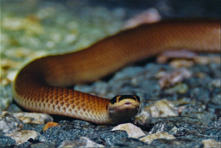 South West Snakes – Western Australia – Carpets and Tigers. – Quolling ...