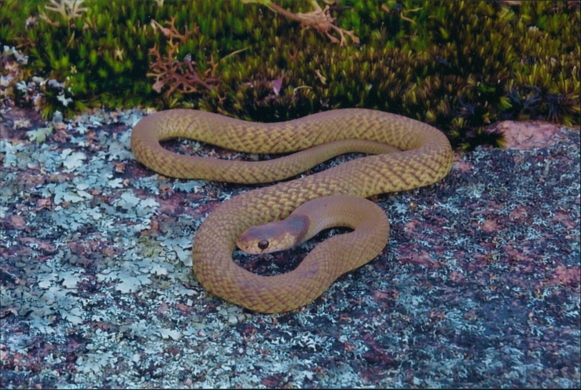 South West Snakes – Western Australia – Carpets and Tigers. – Quolling ...