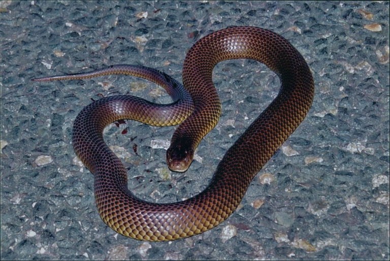 South West Snakes – Western Australia – Carpets and Tigers. – Quolling ...