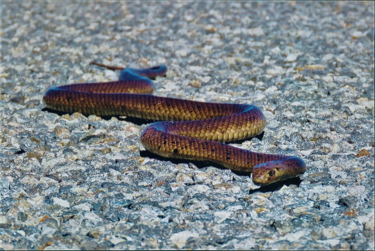 South West Snakes – Western Australia – Carpets and Tigers. – Quolling ...