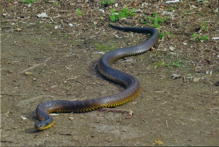 South West Snakes – Western Australia – Carpets and Tigers. – Quolling ...