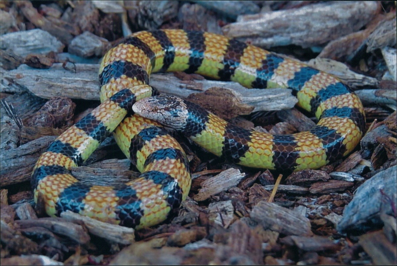 South West Snakes – Western Australia – Carpets and Tigers. – Quolling ...