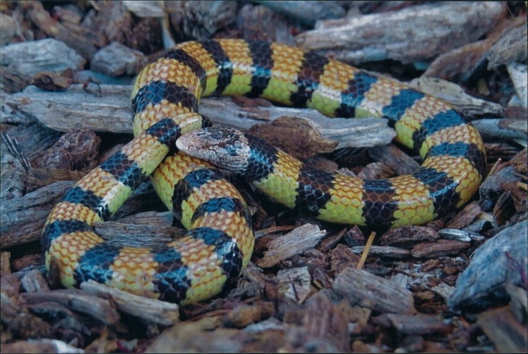 South West Snakes – Western Australia – Carpets and Tigers. – Quolling ...