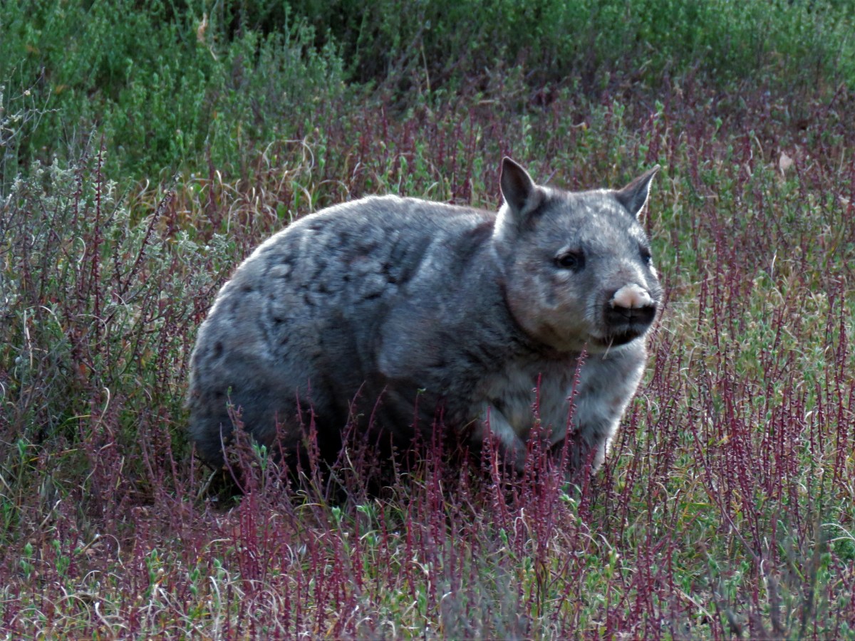 Wildlife South Australia – Wombats and Wallabies – Quolling Around