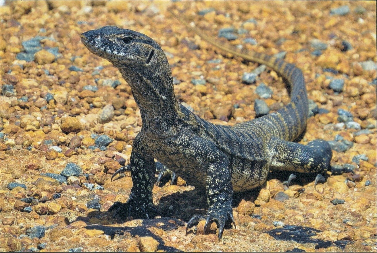 South West Reptiles – Western Australia – Devils and Dragons ...