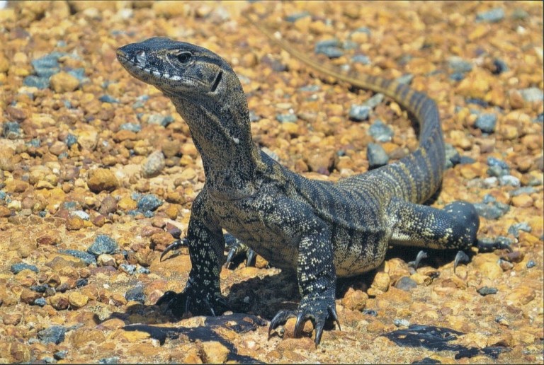 South West Reptiles – Western Australia – Devils and Dragons ...