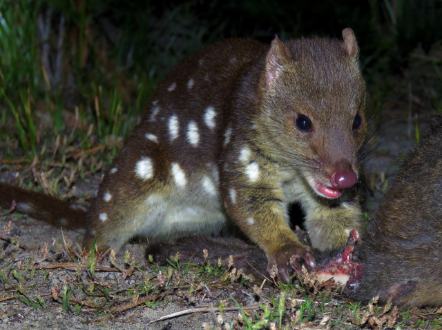 Tiger Quoll Cutest Ever Tiger Quoll, Dasyurus Maculatus, Also Known As
