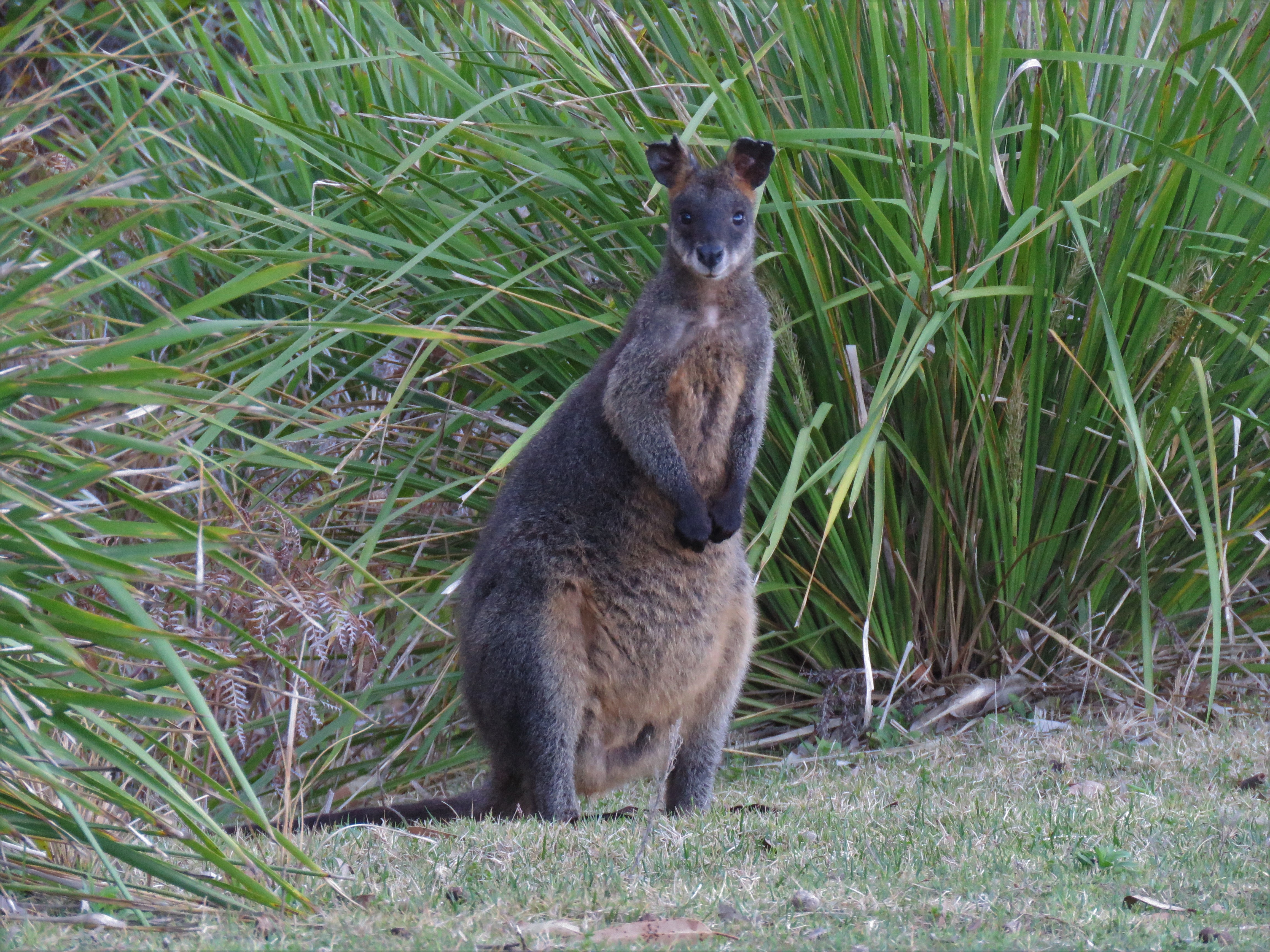 Wildlife Watching – South Coast NSW and Canberra – Pygmy Possums and ...
