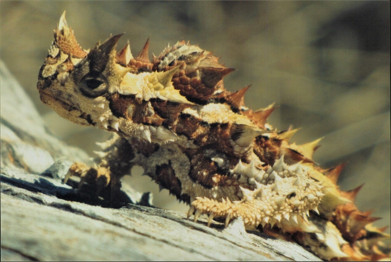 South West Reptiles – Western Australia – Devils and Dragons ...