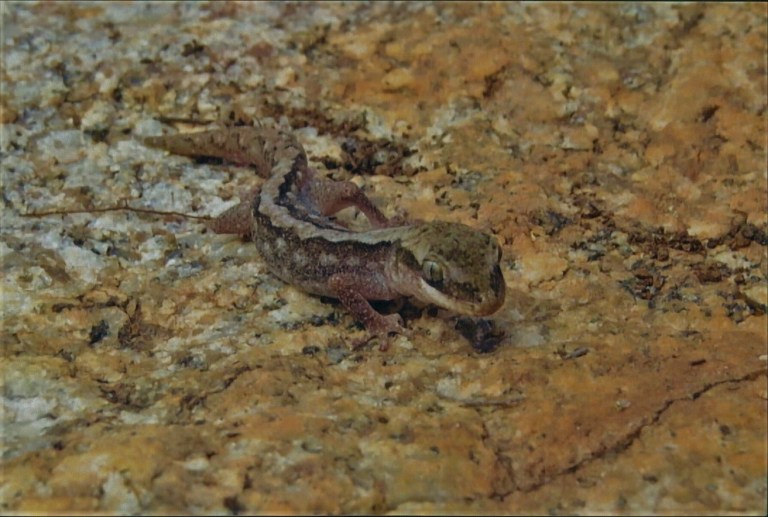 South West Reptiles – Western Australia – Devils and Dragons ...