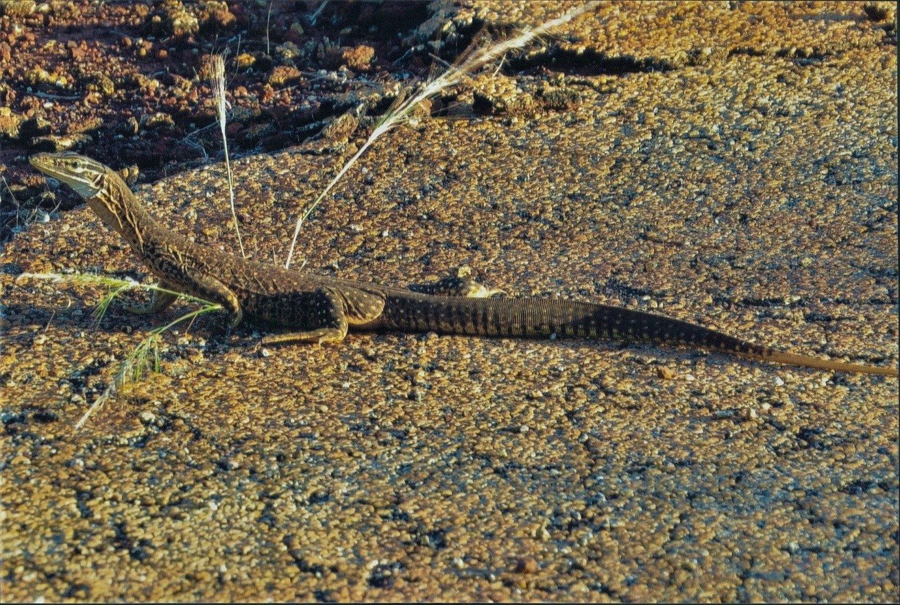 South West Reptiles – Western Australia – Devils and Dragons ...