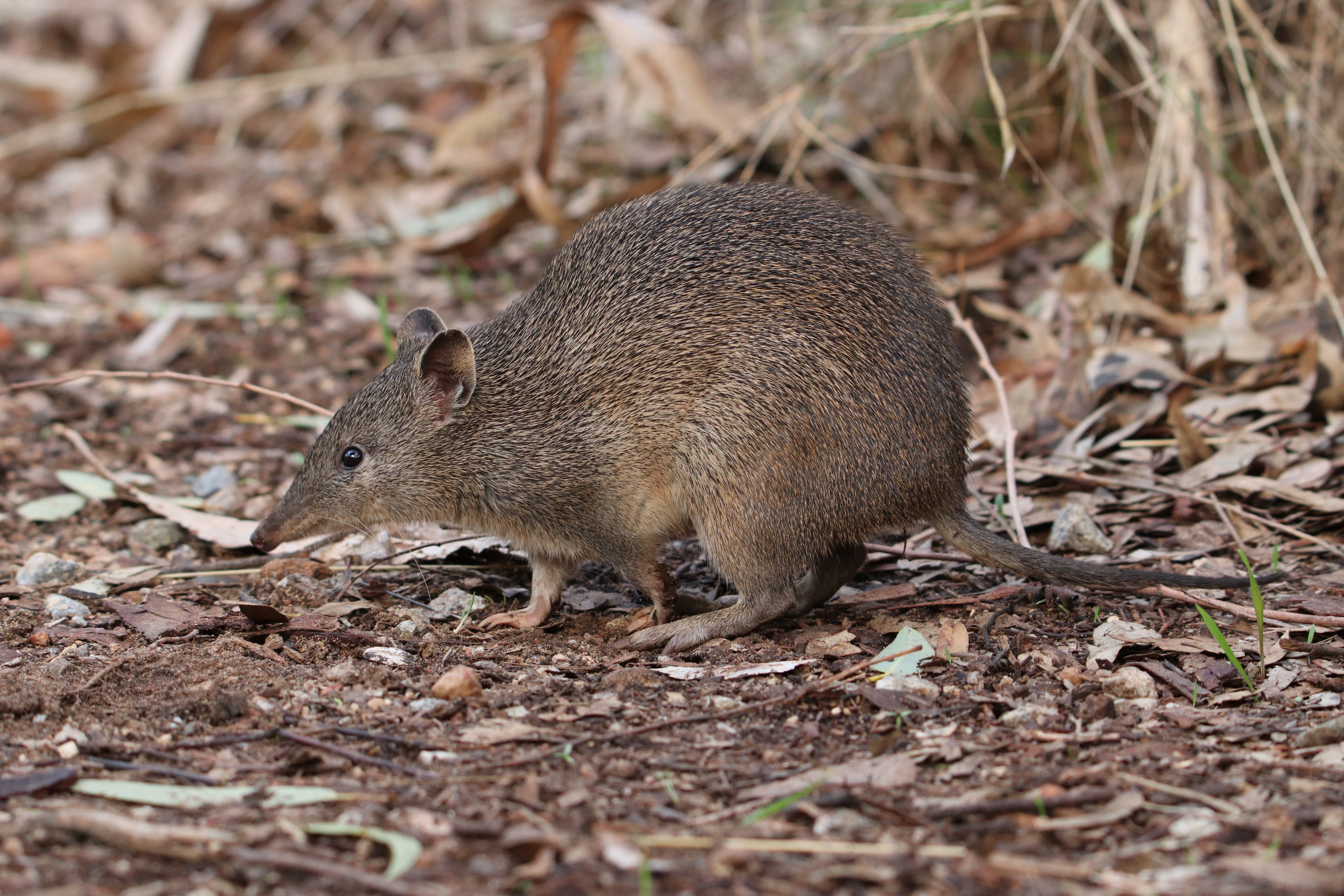 Perth Bandicoots at Lesmurdie Falls. – Quolling Around