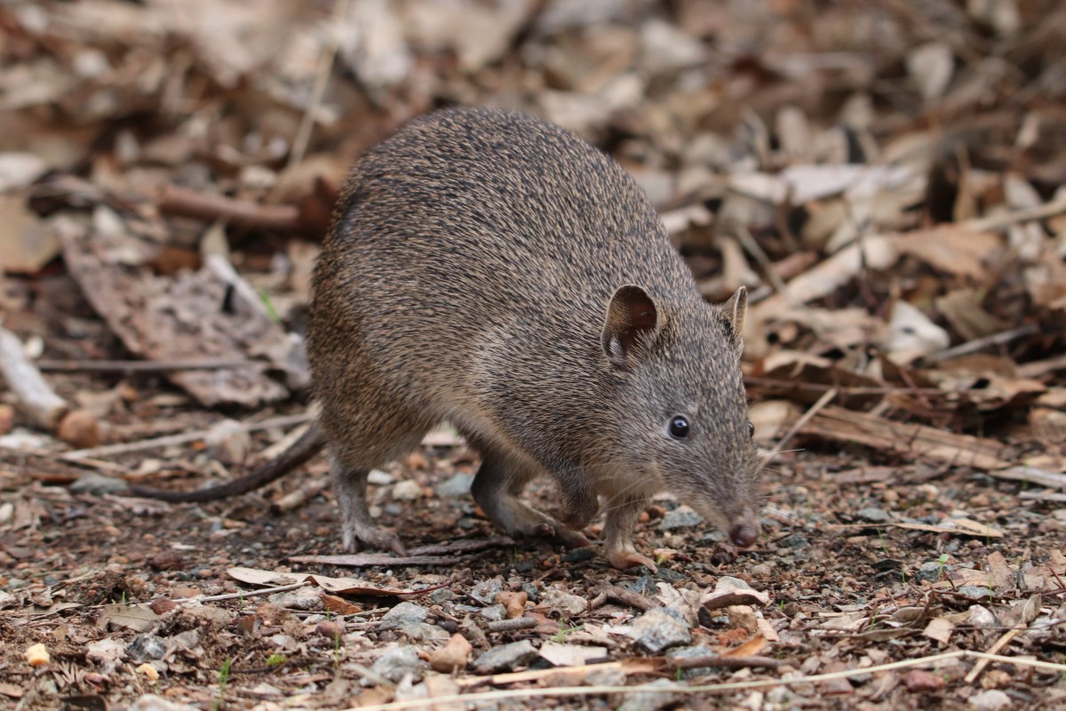 Perth Bandicoots at Lesmurdie Falls. – Quolling Around
