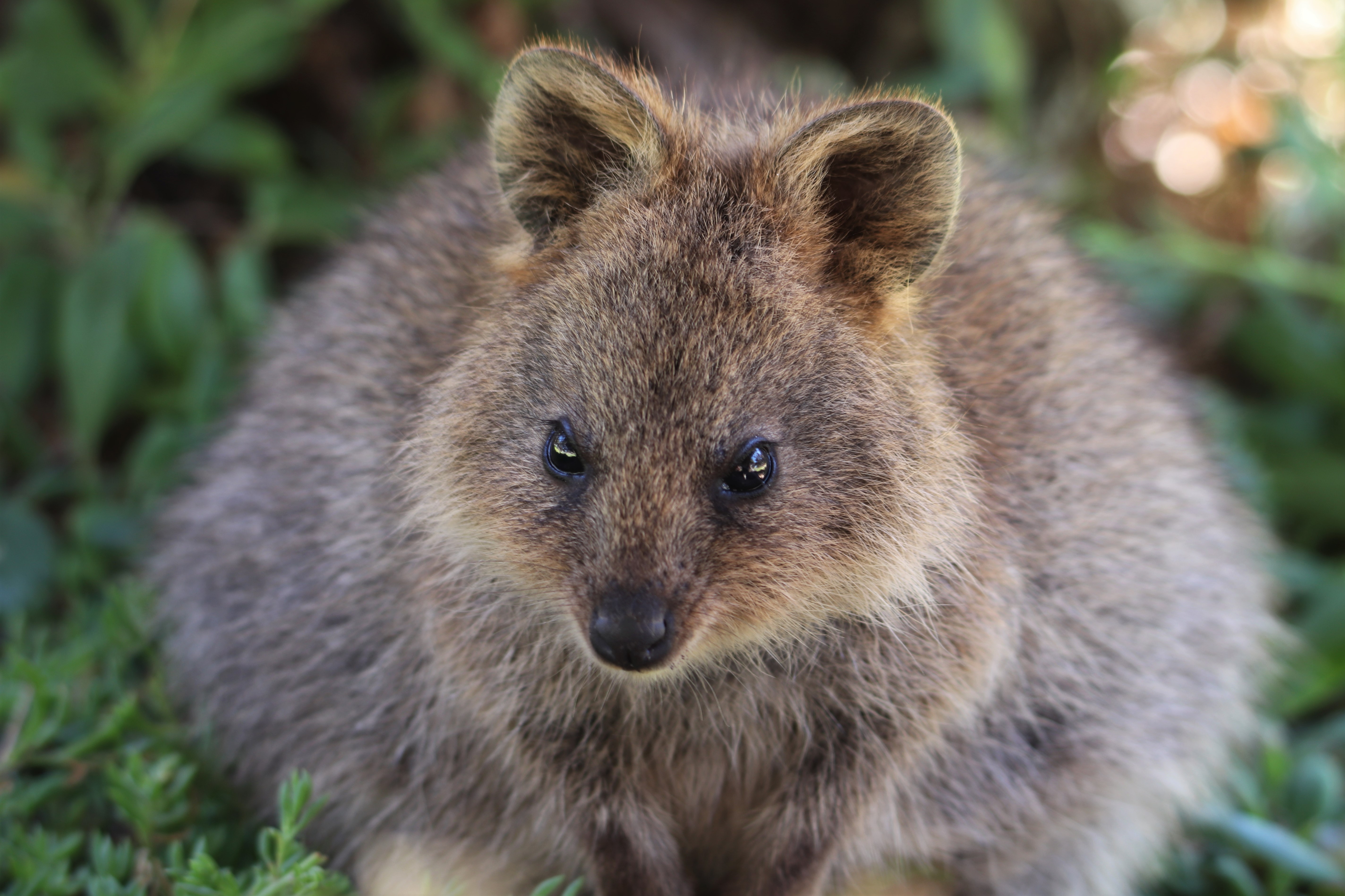 Rottnest Island Wildlife -Quokkas and Seals. – Quolling Around