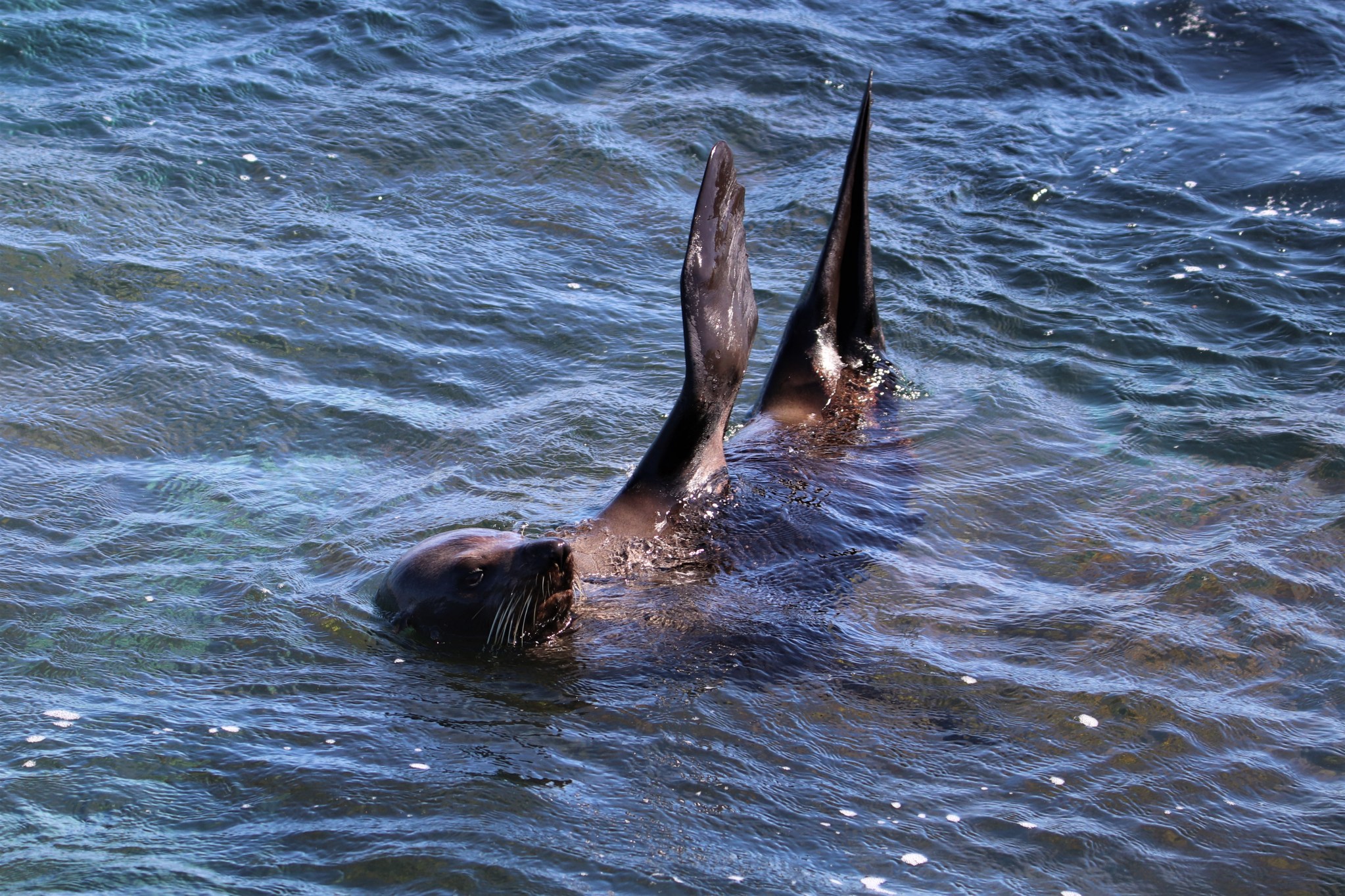 Rottnest Island Wildlife -Quokkas and Seals. – Quolling Around