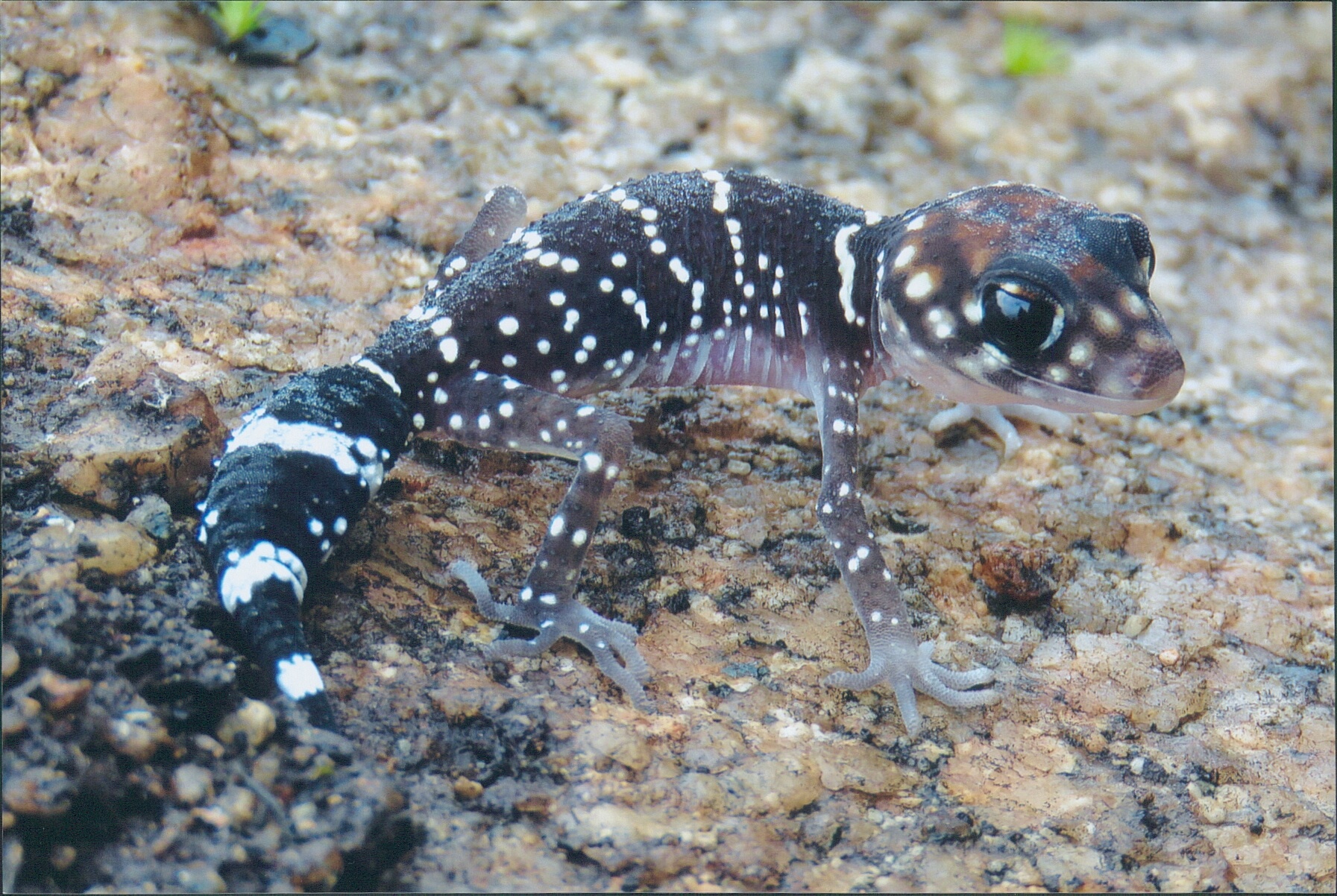 Bibbulmun Track Part 1 – Kalamunda – Darling Scarp – Dwellingup ...