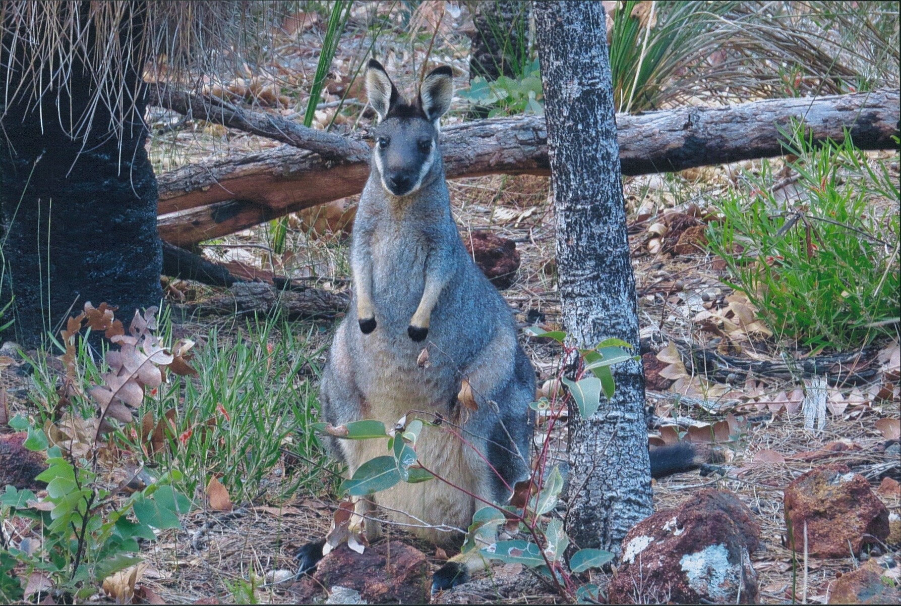 Bibbulmun Track Part 1 – Kalamunda – Darling Scarp – Dwellingup ...