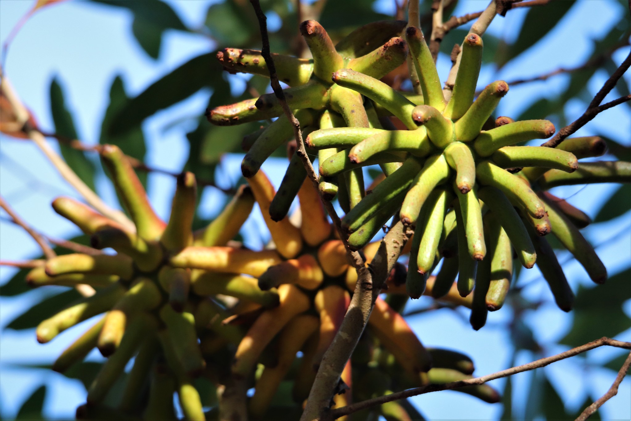 A Mardo at Margaret River – Quolling Around