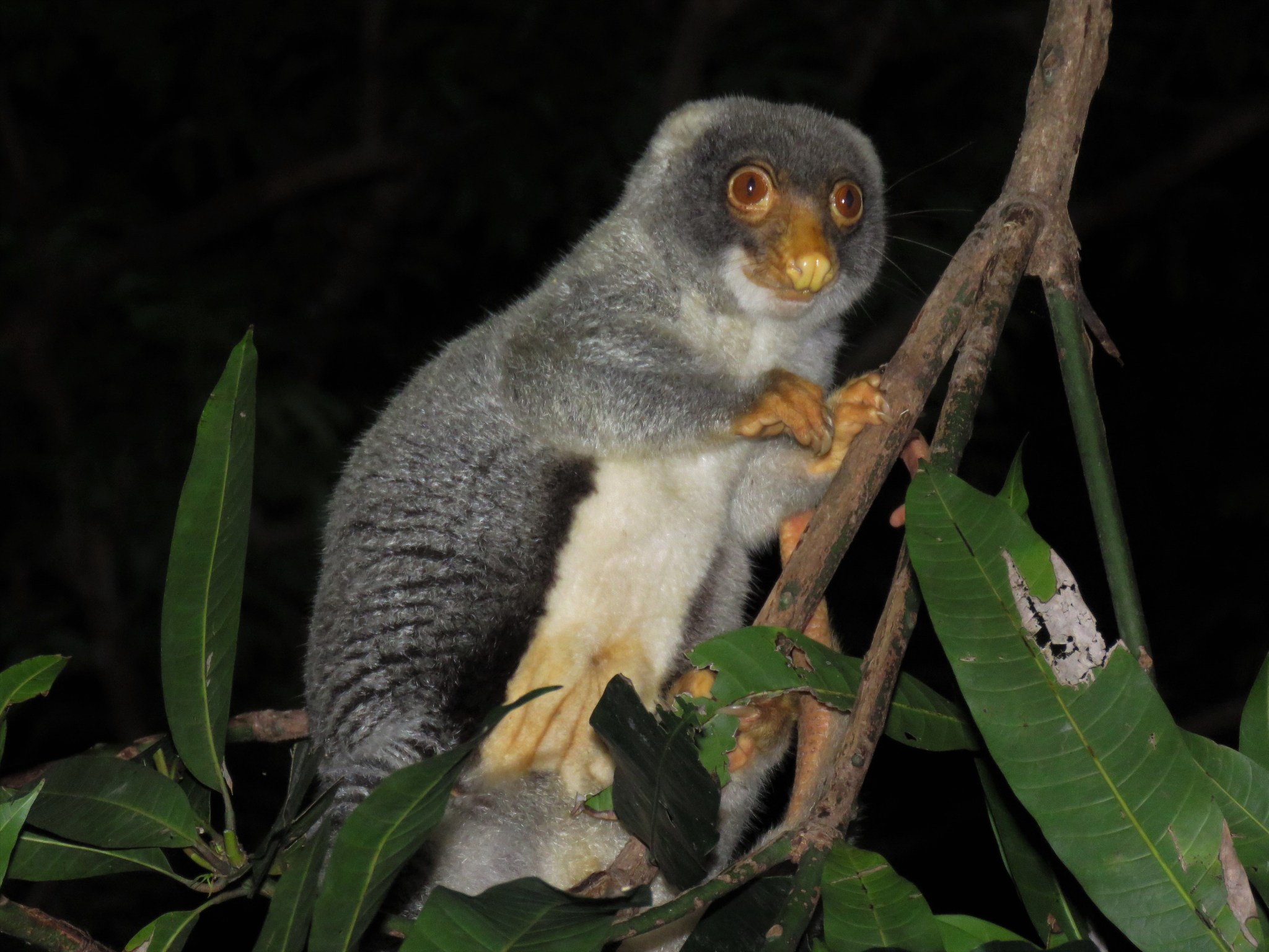 Species – Quolling Around
