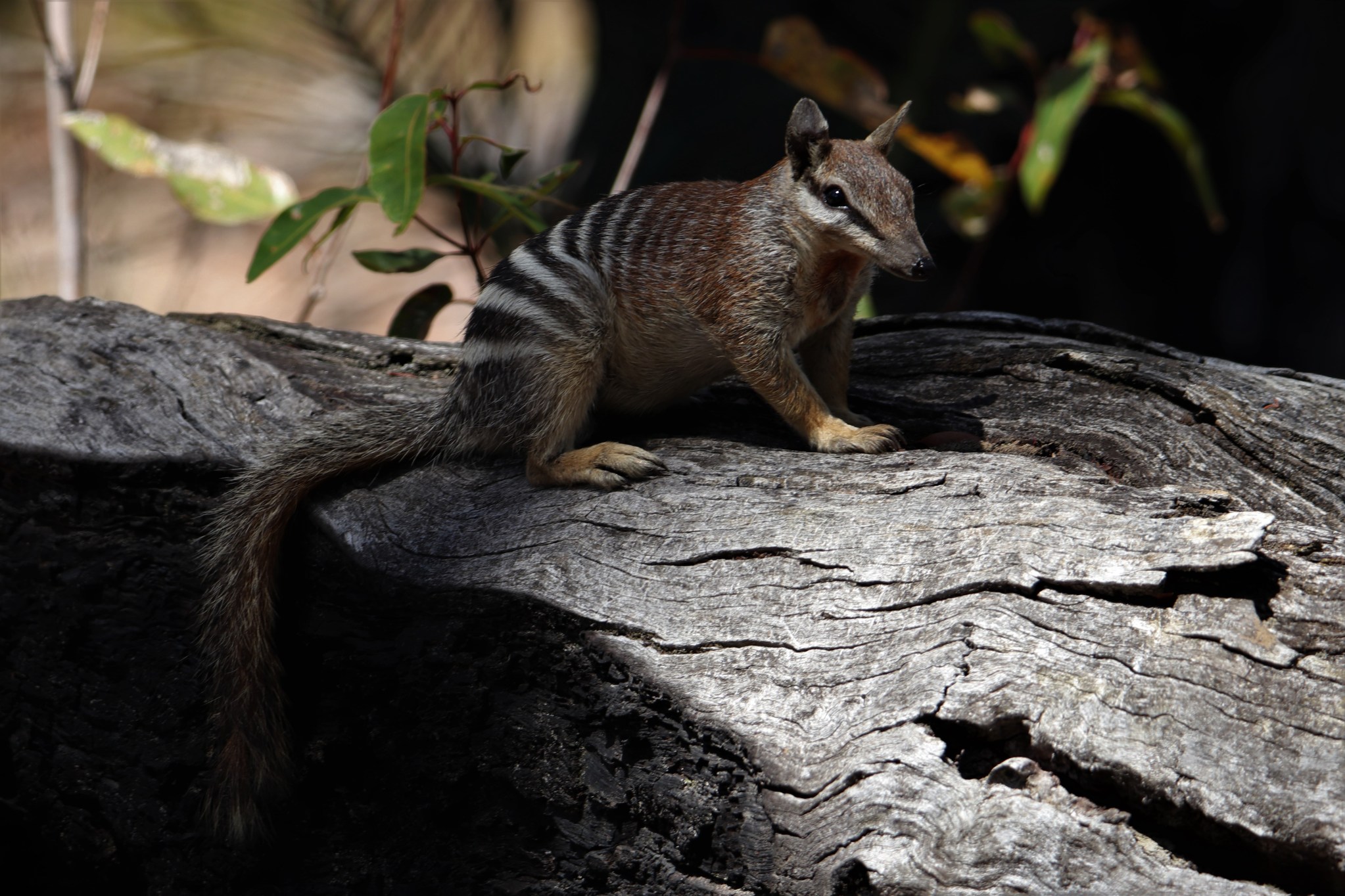 Wildlife and Rare Marsupials of Perup Nature Reserve – Quolling Around