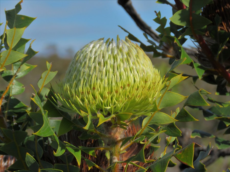 The Honey Possum and the Banksia. – Quolling Around