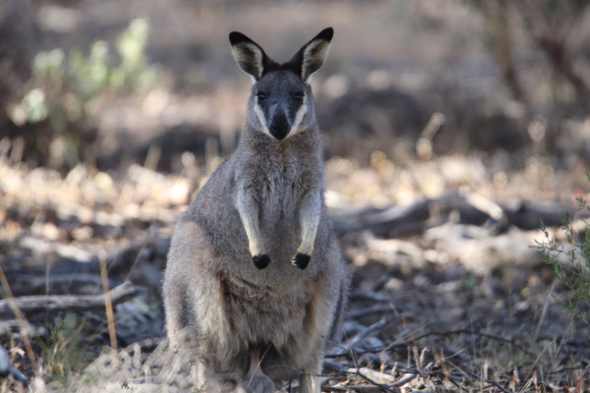 Where to see Mammals – Western Australia. – Quolling Around