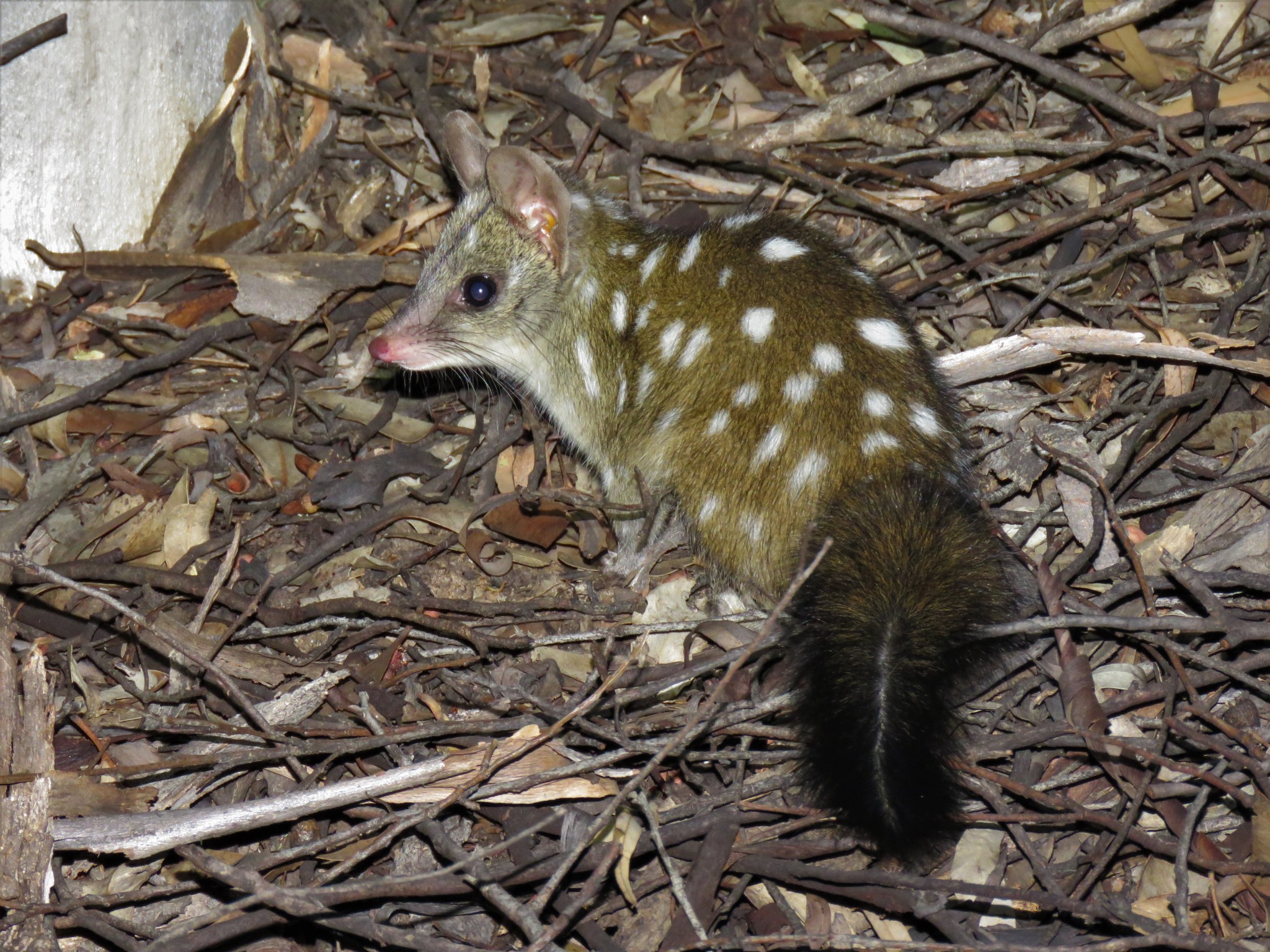 Project Numbat Dig Surveys – Spots and Stripes at Dryandra Woodland ...